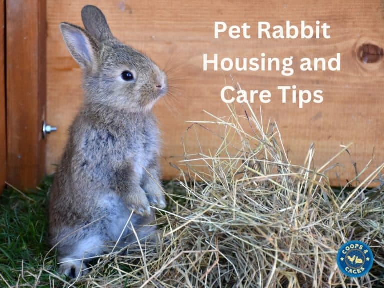 Simple Guide To Housing And Caring For Your Pet Rabbit