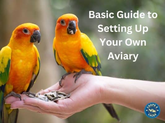 Basic Guide To Setting Up Your Own Aviary