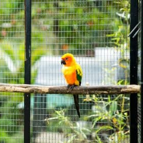 Basic Guide To Setting Up Your Own Aviary