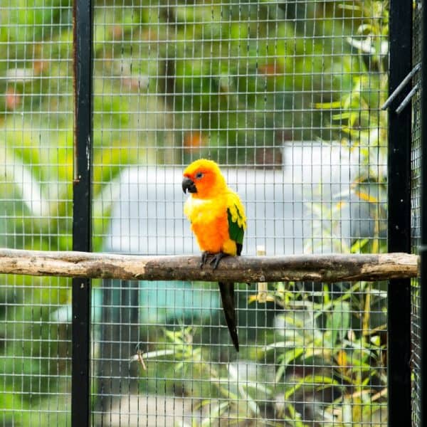 Basic Guide To Setting Up Your Own Aviary
