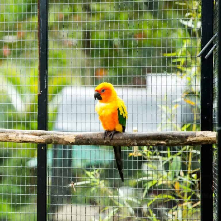 Basic Guide To Setting Up Your Own Aviary