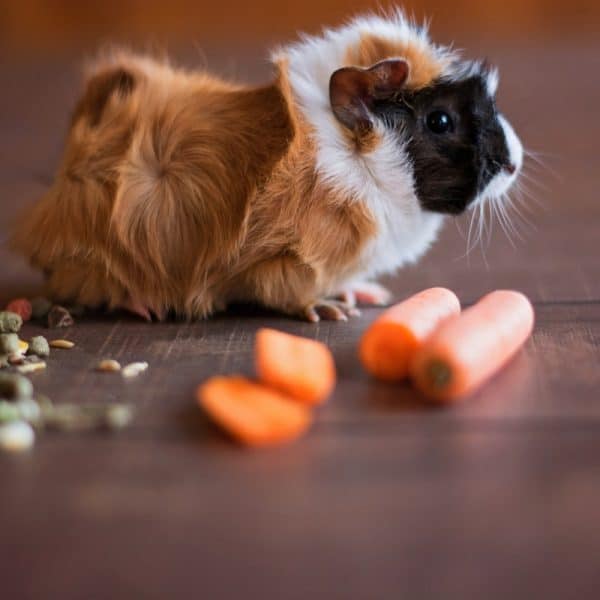 Full List Of All Guinea Pig Breeds
