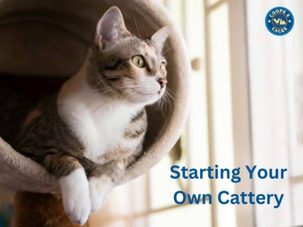 Starting Your Own Cattery - Coops And Cages