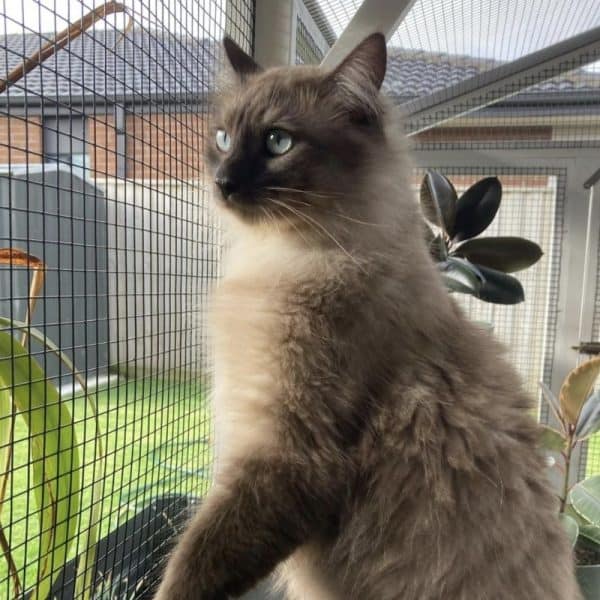 Starting Your Own Cattery - Coops And Cages