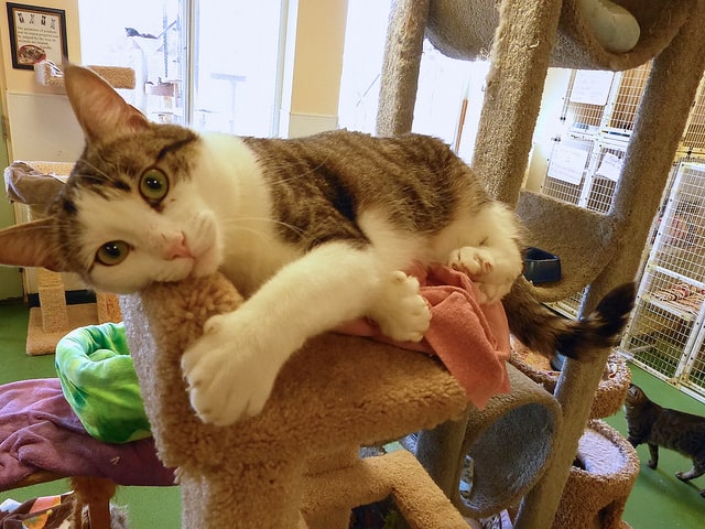 Starting Your Own Cattery - Coops And Cages