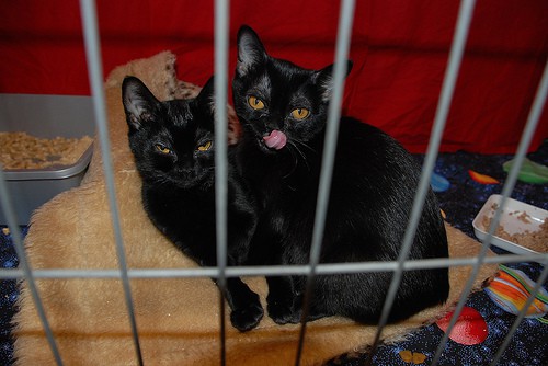 Starting Your Own Cattery - Coops And Cages