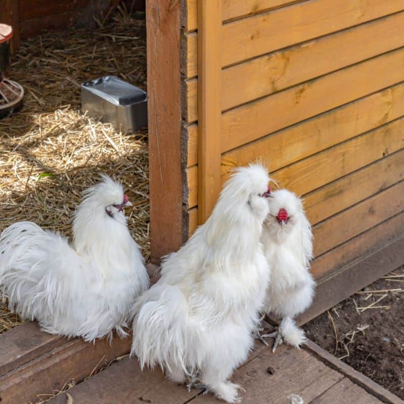 Silkie Bantams In Your Yard - Coops And Cages