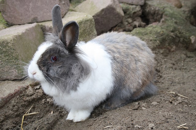 Kepping Pregnant Rabbits Healthy, Safe And Warm