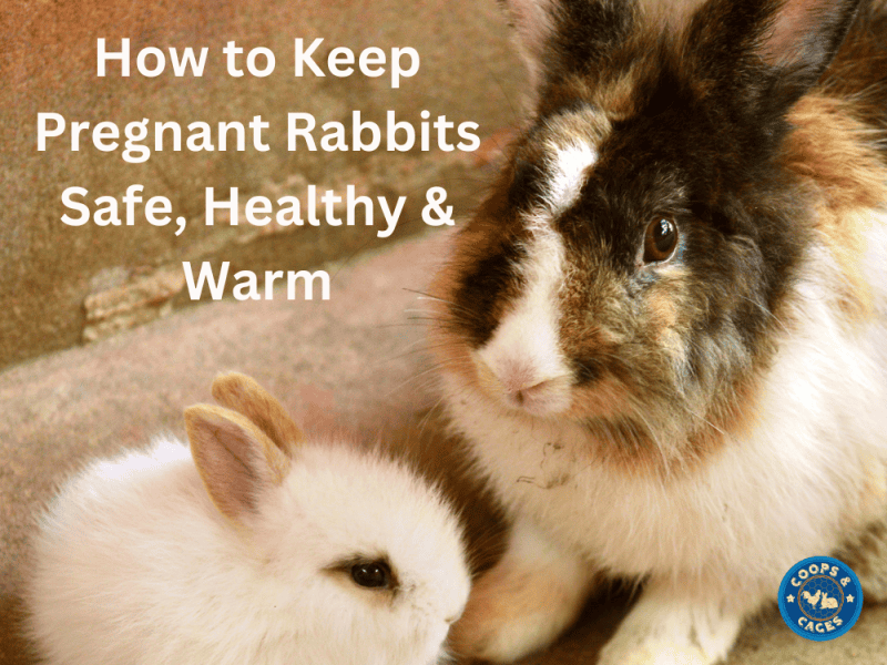 Keeping Pregnant Rabbits Healthy, Safe And Warm