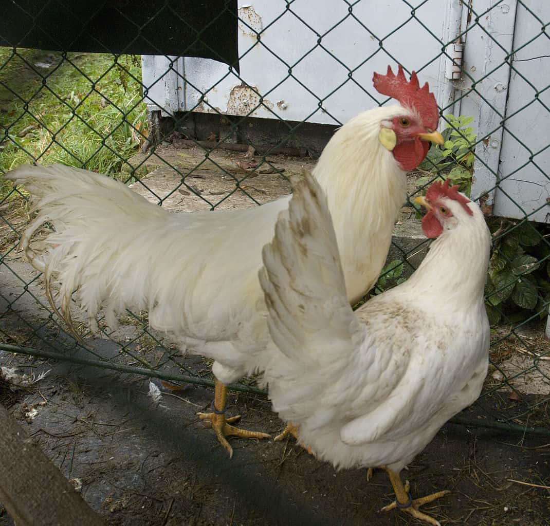 The Best Egg-Laying Chicken Breeds