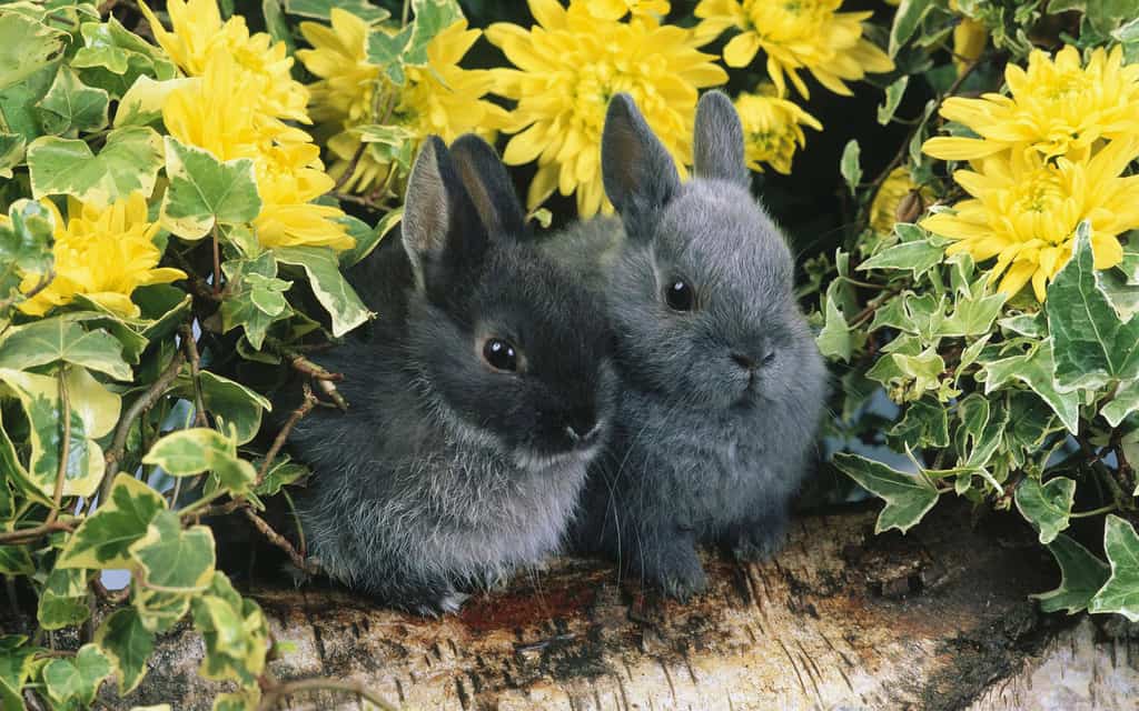 Dwarf Rabbit Care: A Guide For Pet Owners | Coops & Cages