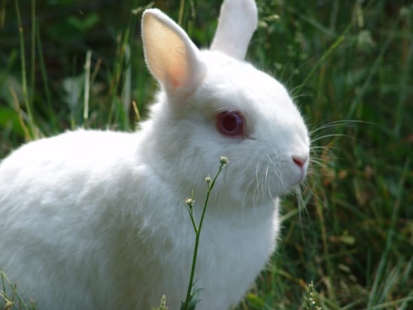Dwarf Rabbit Care: A Guide For Pet Owners | Coops & Cages