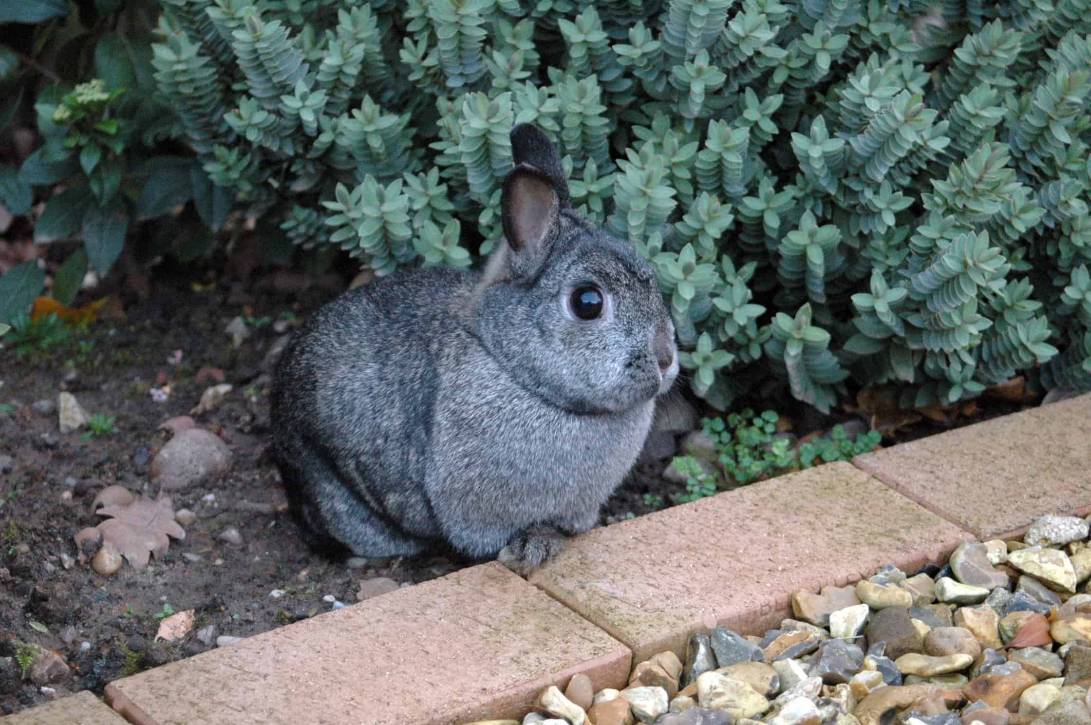 Dwarf Rabbit Care: A Guide For Pet Owners | Coops & Cages