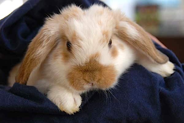 Dwarf Rabbit Care: A Guide For Pet Owners | Coops & Cages
