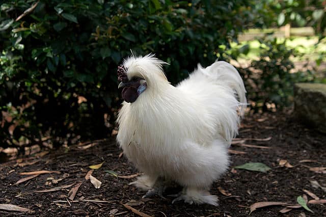 American Silkie Chickens
