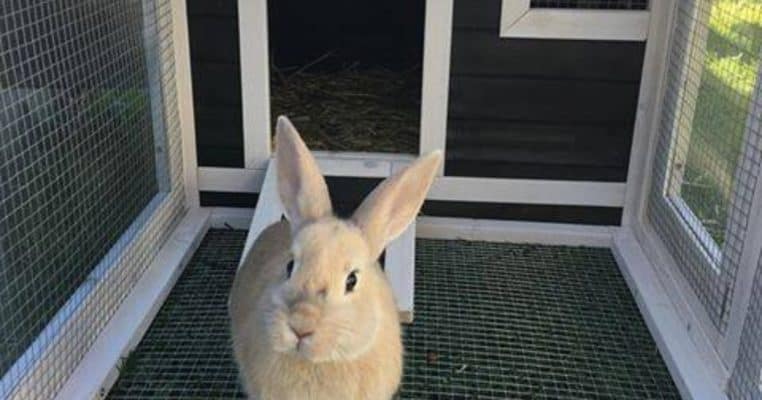 Rabbit Hutch Cleaning & Maintenance Guide | Coops & Cages
