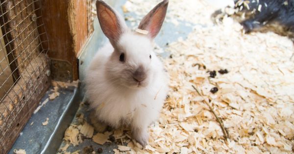 Rabbit Hutch Cleaning & Maintenance Guide | Coops & Cages