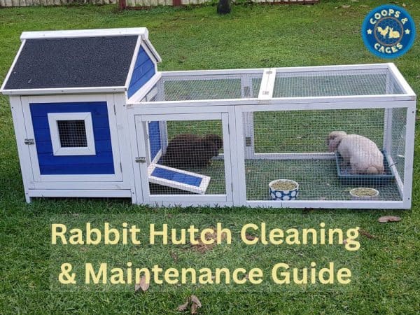 Rabbit Hutch Cleaning & Maintenance Guide | Coops & Cages