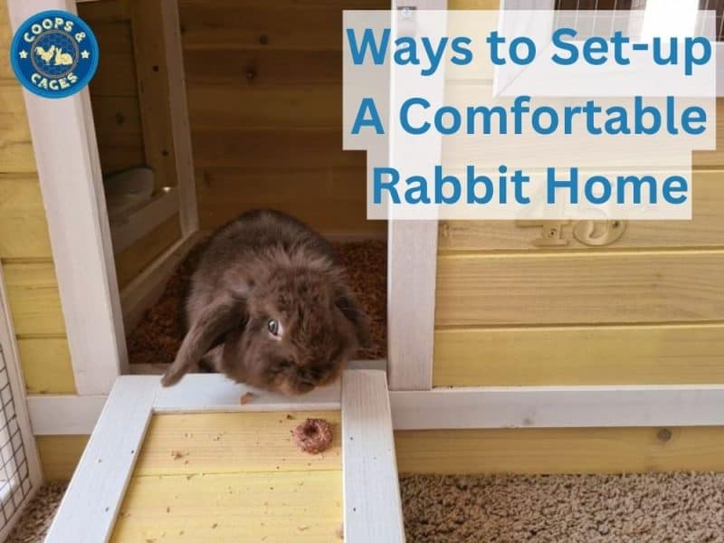 Ways To Set-up A Comfortable Rabbit Home | Coops & Cages