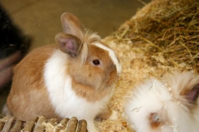 Ways To Set-up A Comfortable Rabbit Home | Coops & Cages