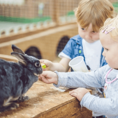 Fun Activities To Play With Your Pet Rabbits | Coops & Cages