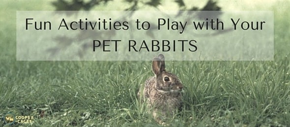 Fun Activities To Play With Your Pet Rabbits | Coops & Cages