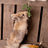 Fun Activities To Play With Your Pet Rabbits | Coops & Cages