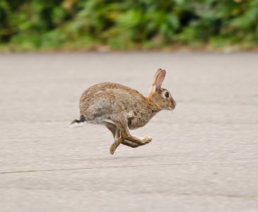 Fun Activities To Play With Your Pet Rabbits | Coops & Cages