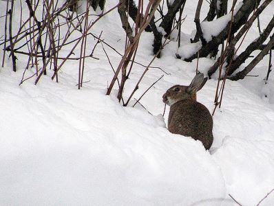 Fun Activities To Play With Your Pet Rabbits | Coops & Cages