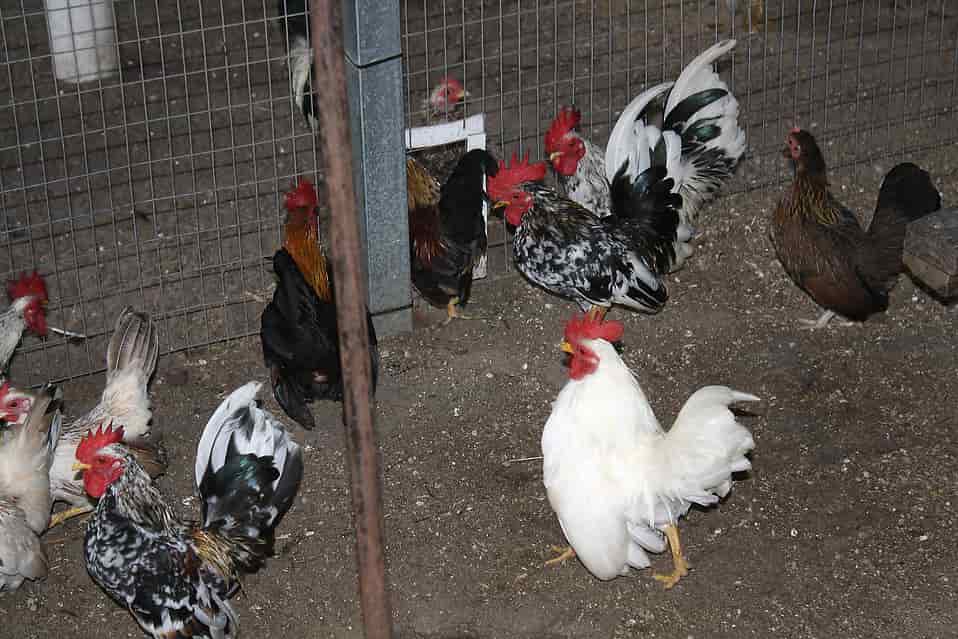 Why Use Roosting Bars In A Chicken Coop? - Coops And Cages