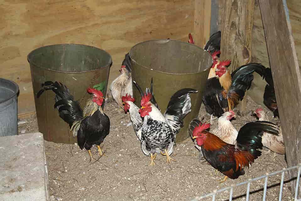 Why Use Roosting Bars In A Chicken Coop? - Coops And Cages