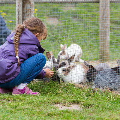 A Guide On What NOT To Feed Your Rabbits | Coops & Cages