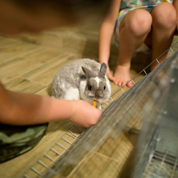 Is A Rabbit The Perfect Pet For Me? | Coops & Cages