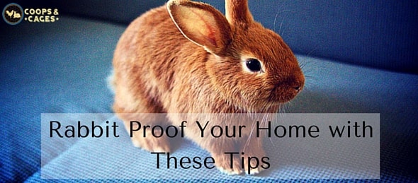 Rabbit Proof Your Home With These Tips | Coops & Cages