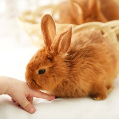 What To Do When Your Pet Rabbit Bites | Coops & Cages