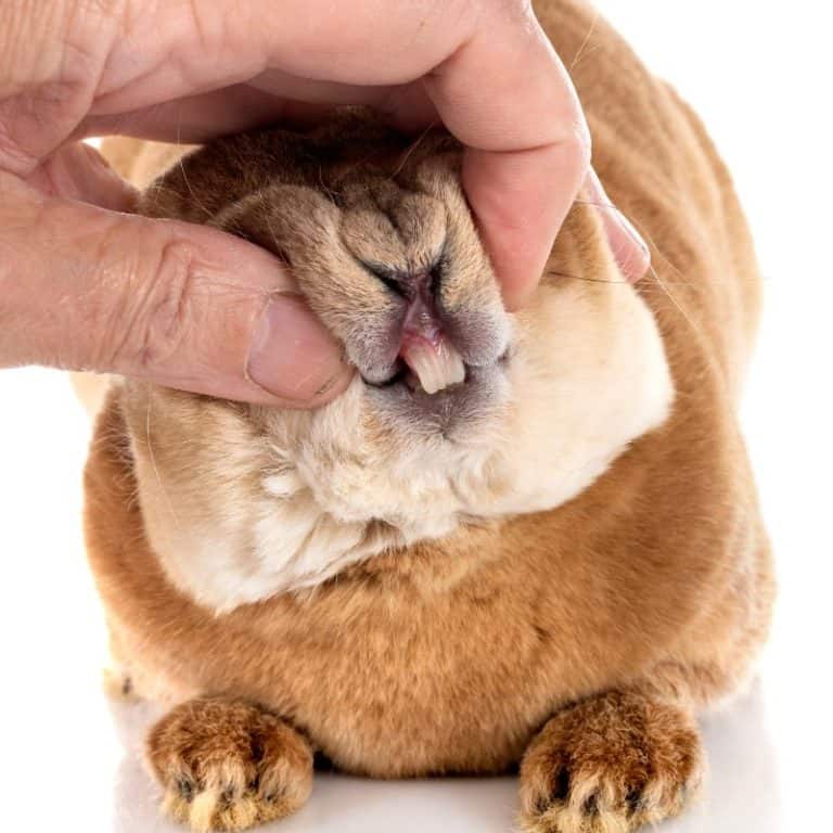 What To Do When Your Pet Rabbit Bites | Coops & Cages