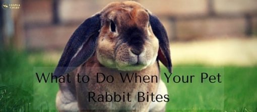 What To Do When Your Pet Rabbit Bites | Coops & Cages