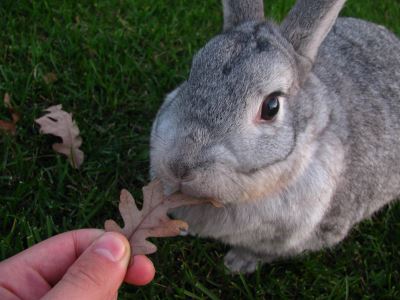 What To Do When Your Pet Rabbit Bites | Coops & Cages