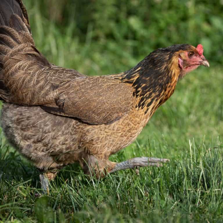 Sure-Fire Ways To Prevent Obesity In Chickens | Coops & Cages