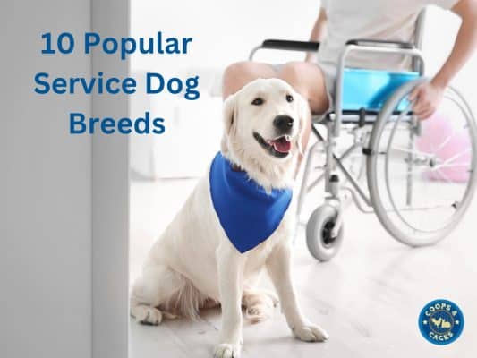 10 Of The Most Popular Service Dog Breeds | Coops & Cages