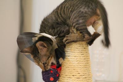 Train Your Cat To Use The Cat Scratching Post - Coops And Cages