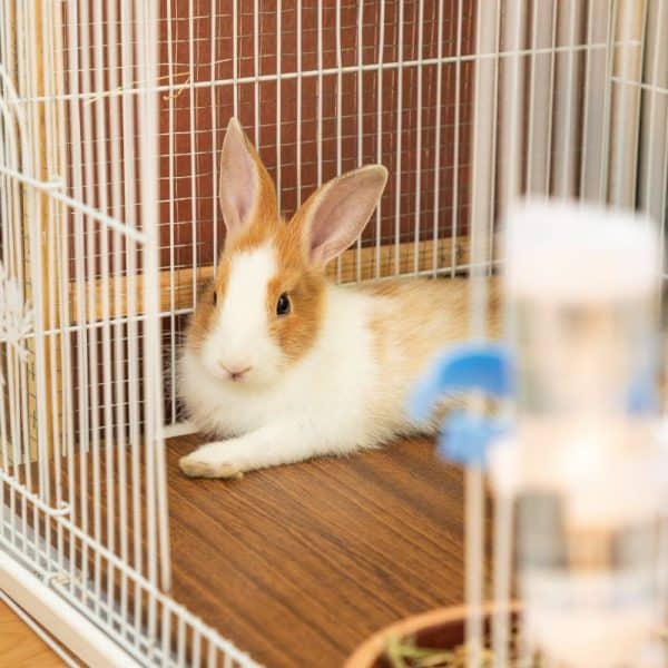 How To Identify Heat Stroke In Pet Rabbits | Coops And Cages