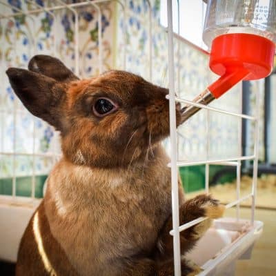How To Identify Heat Stroke In Pet Rabbits | Coops And Cages