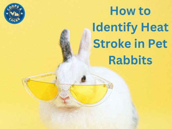 How To Identify Heat Stroke In Pet Rabbits | Coops And Cages