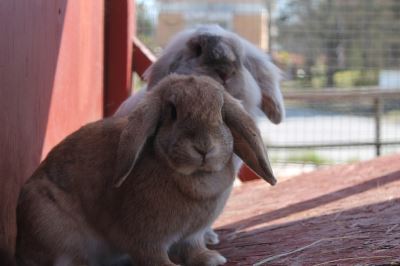 How To Identify Heat Stroke In Pet Rabbits | Coops And Cages