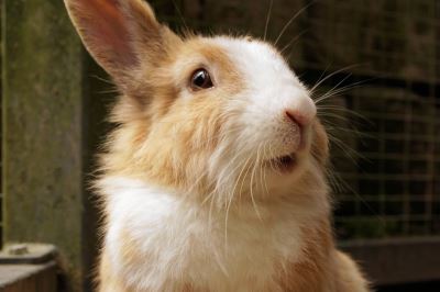How To Identify Heat Stroke In Pet Rabbits | Coops And Cages
