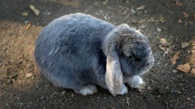 How To Identify Heat Stroke In Pet Rabbits | Coops And Cages