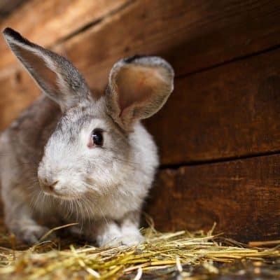 How To Identify Heat Stroke In Pet Rabbits | Coops And Cages
