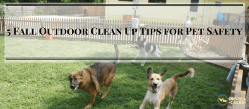 5 Fall Outdoor Clean Up Tips For Pet Safety | Coops And Cages