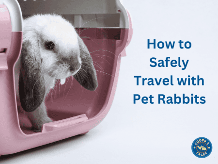 How To Safely Travel With Pet Rabbits | Coops And Cages